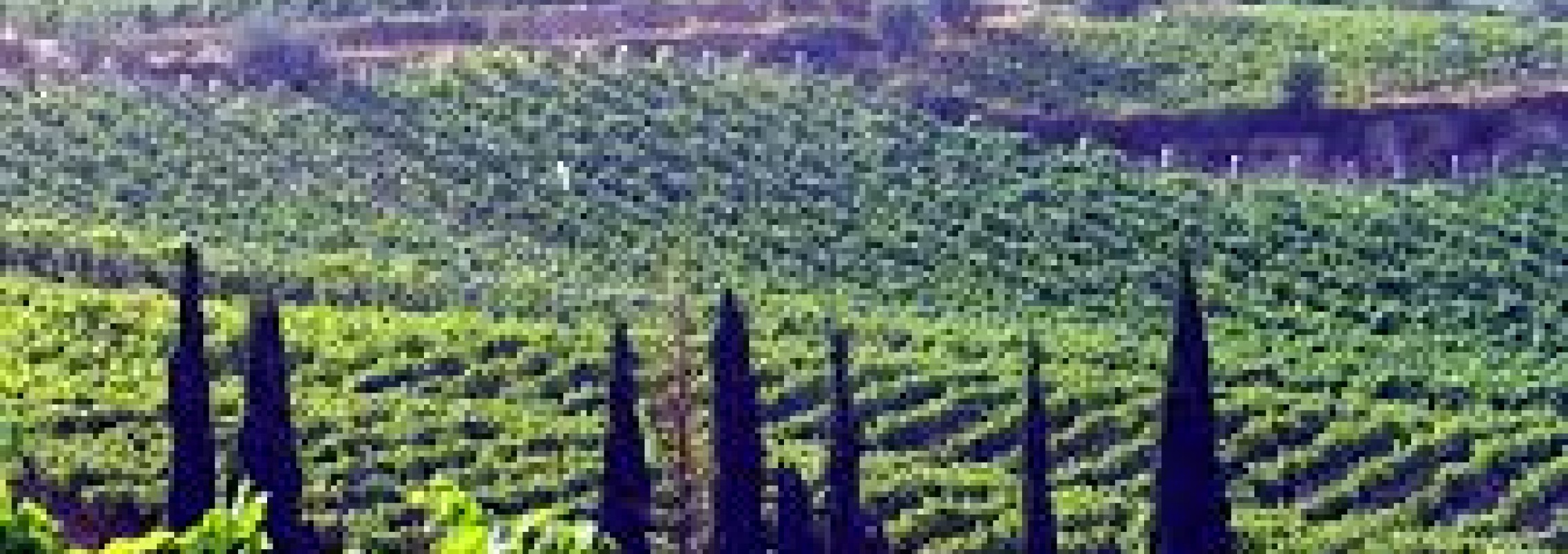 Agiorgitiko | Greece and Grapes