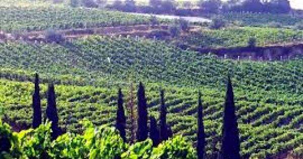 Agiorgitiko | Greece and Grapes